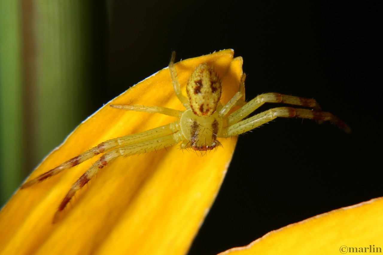 Northern Crab Spider - Mecaphesa asperata - North American Insects ...