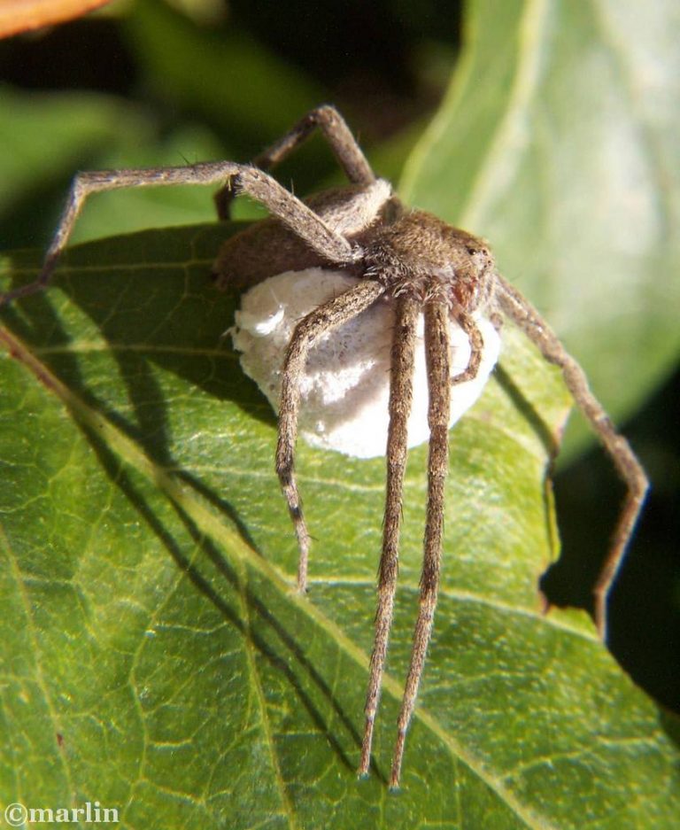 Nursery Web & Fishing Spiders - North American Insects & spiders