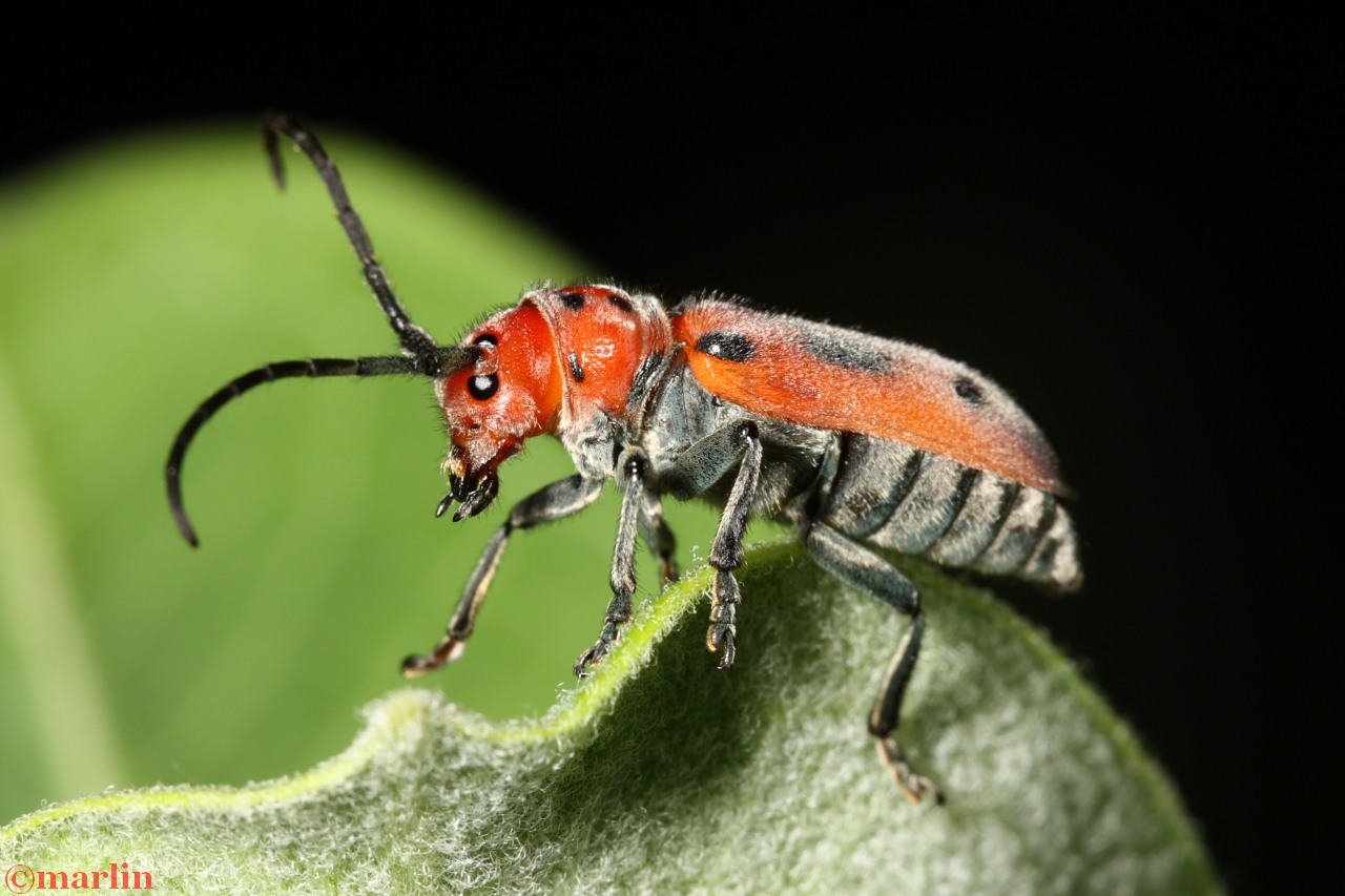 Red Milkweed Beetle - North American Insects & spiders