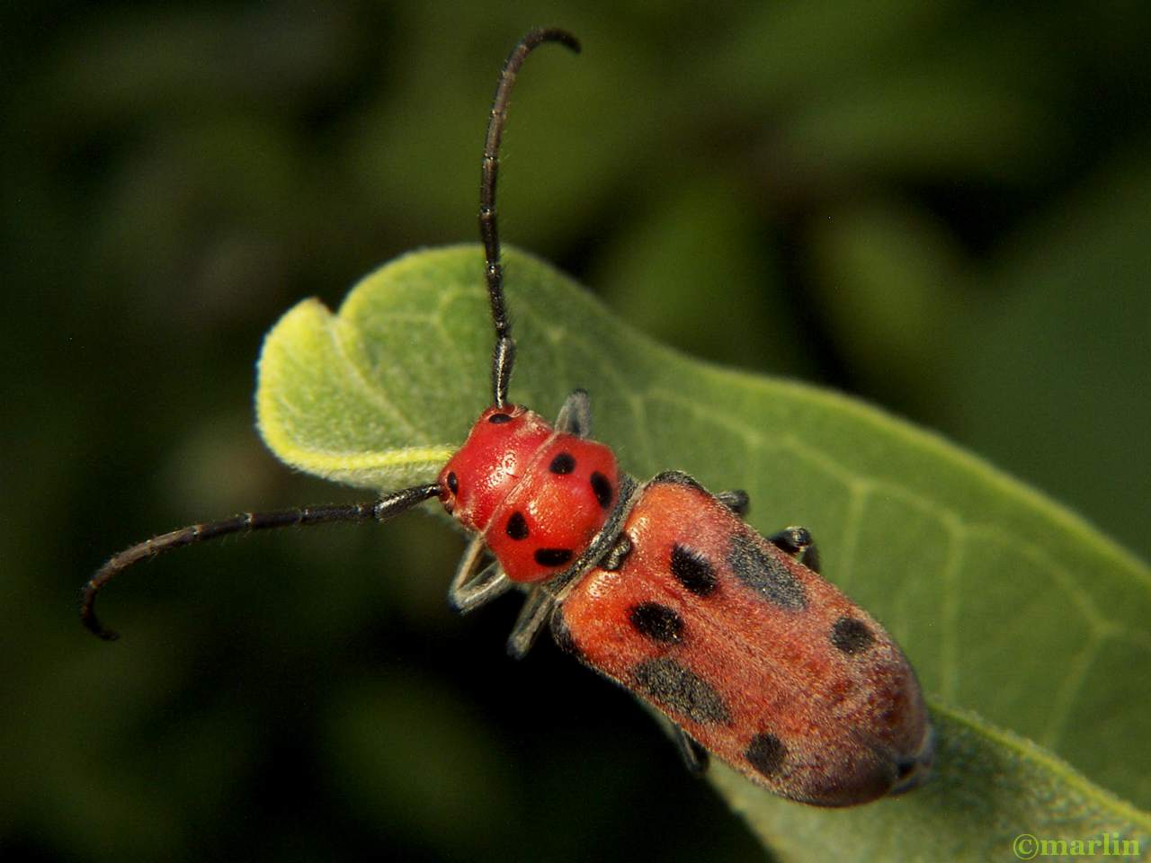 Red Milkweed Beetle - North American Insects & spiders