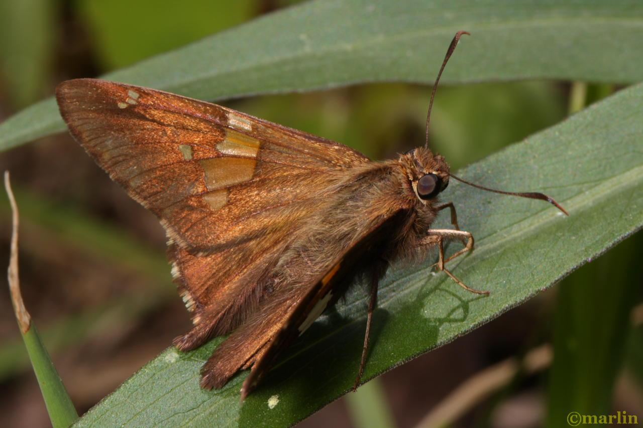 Skipper Butterflies - North American Insects & spiders