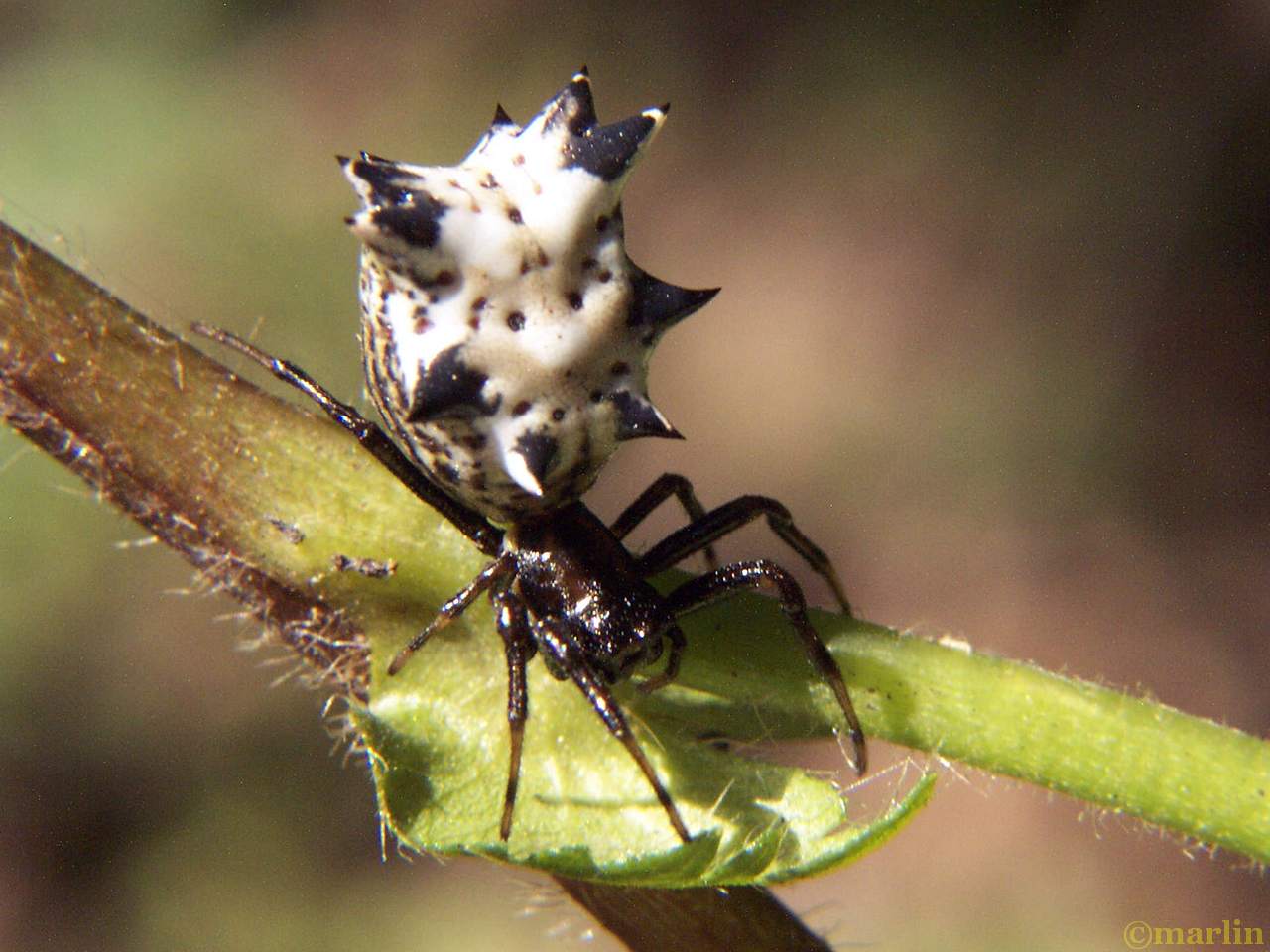 Spined Micrathena Spined Micrathena Aranha | Wzrost