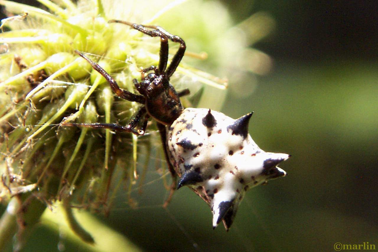 Spined Micrathena Spider - North American Insects & spiders