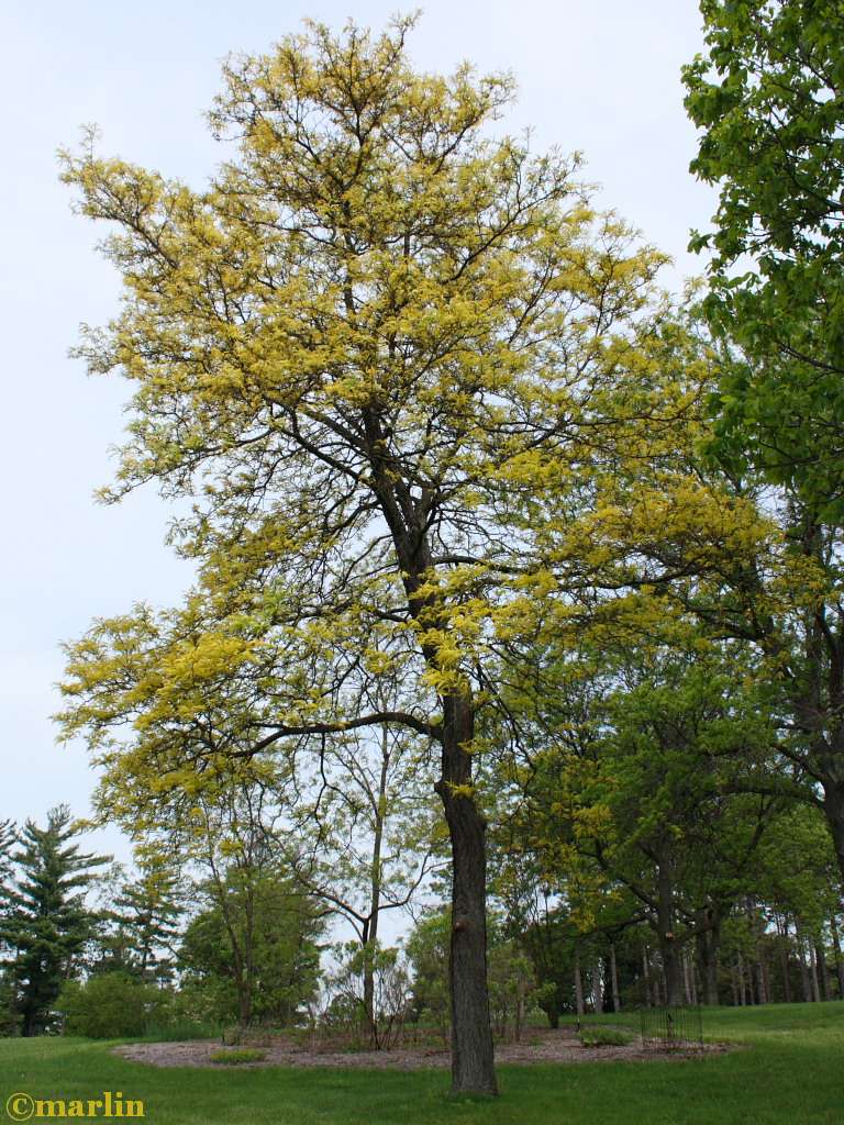 Sunburst Honey Locust - North American Insects & spiders