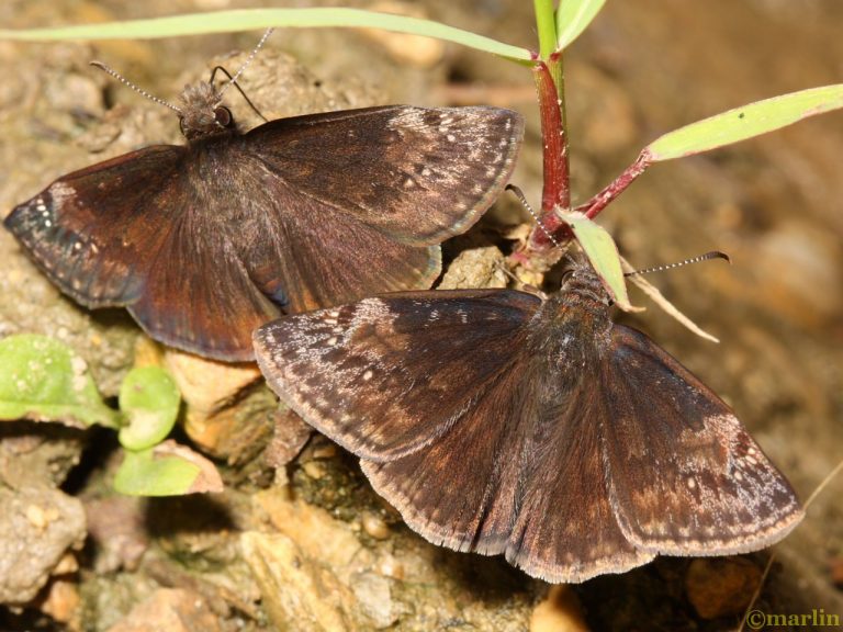 Skipper Butterflies - North American Insects & spiders