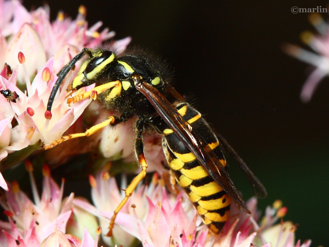 Ground Hornet - North American Insects & spiders