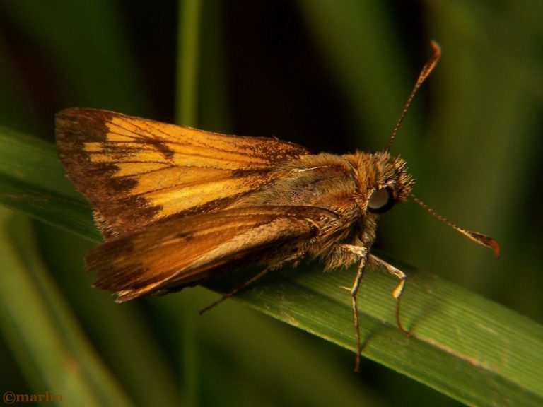 Skipper Butterflies - North American Insects & Spiders