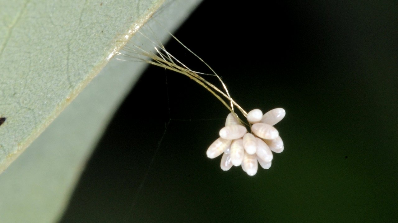 Green Lacewing - North American Insects & Spiders