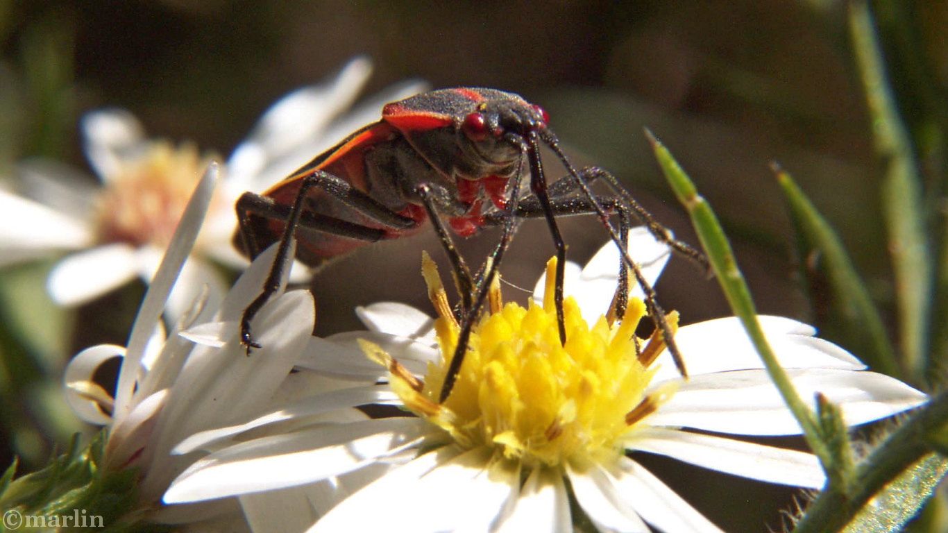 Box Elder Bug - North American Insects & spiders