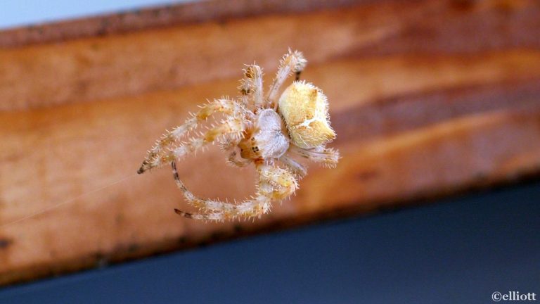 Cat-faced spider - North American Insects & spiders