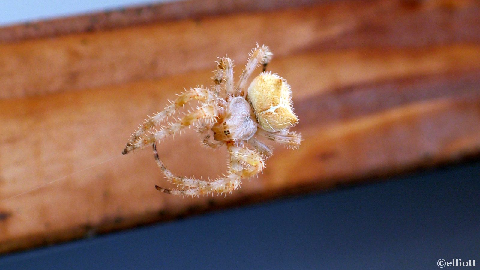 Cat-faced spider - North American Insects & spiders