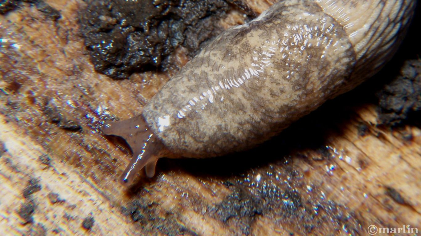 Gray Garden Slug - North American Insects & spiders
