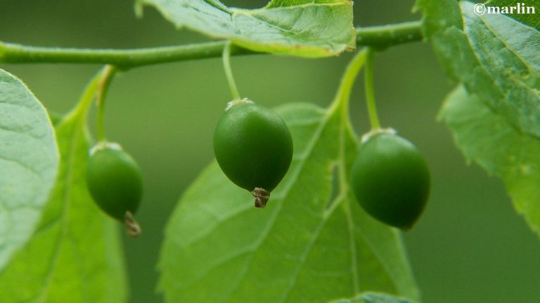 Hackberry Tree - North American Insects & spiders