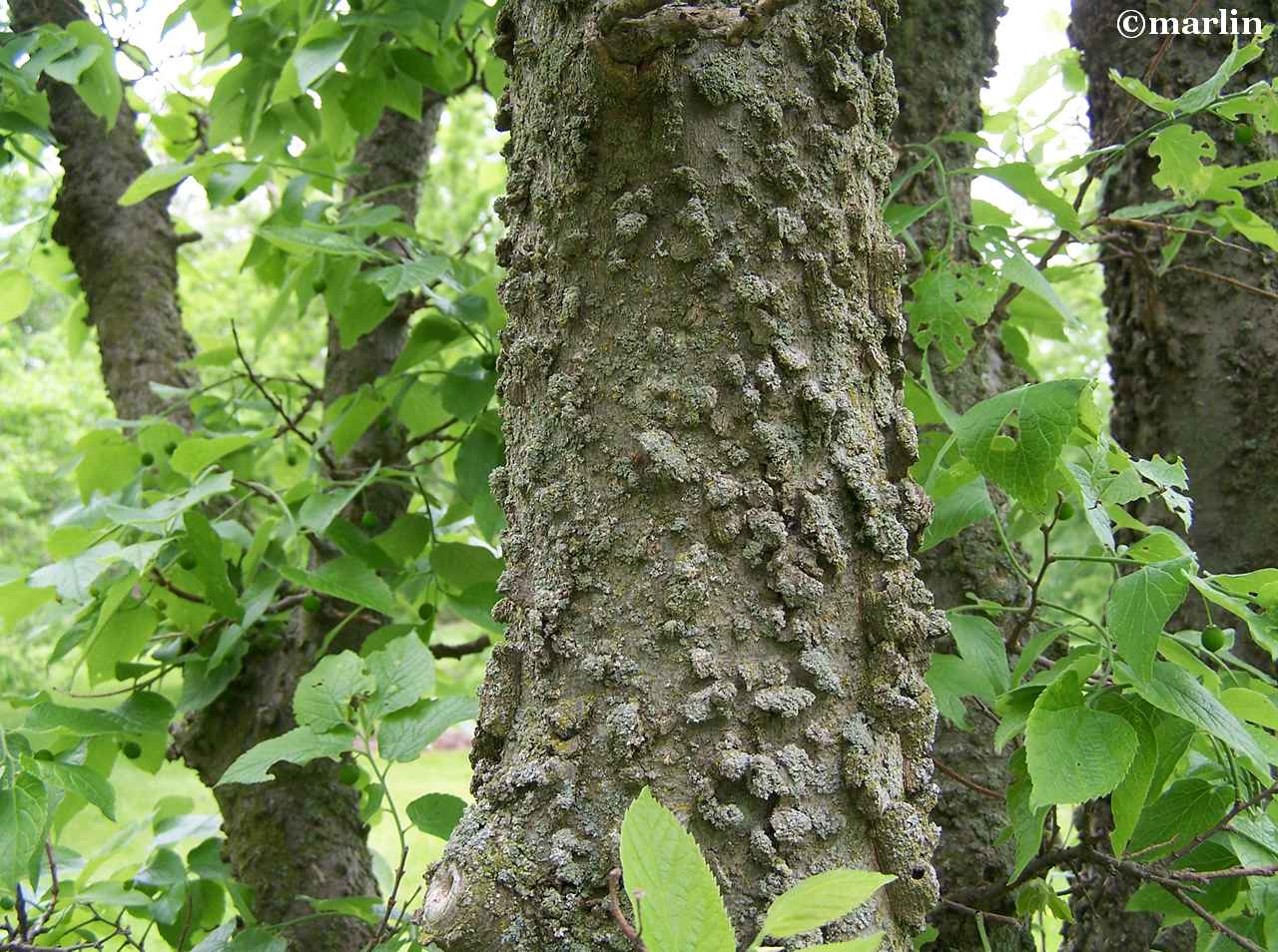 Hackberry Tree - North American Insects & spiders