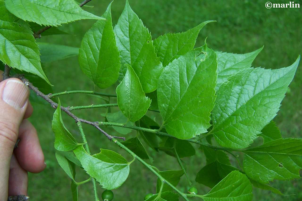 Hackberry Tree - North American Insects & spiders