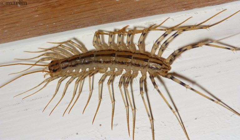 Pill Bugs and Woodlice - North American Insects & spiders