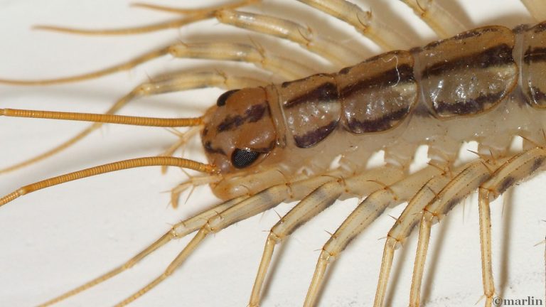 Millipedes and Centipedes - North American Insects & spiders