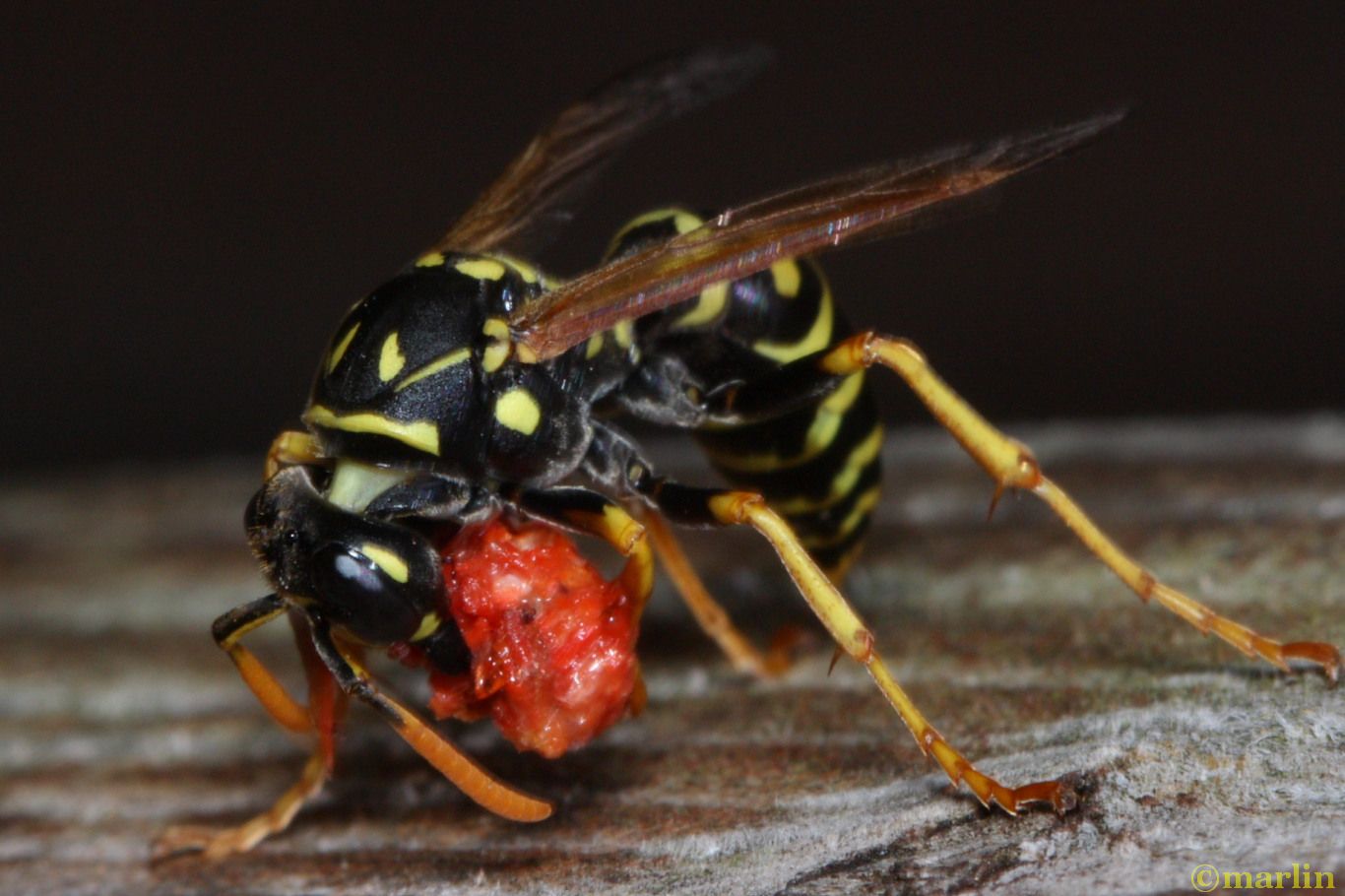 Box Elder Bug - North American Insects & spiders