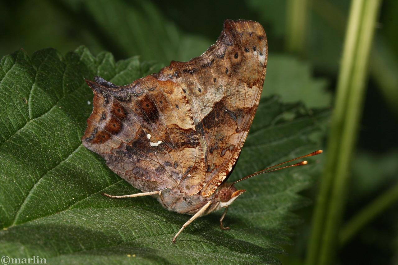 Question Mark Butterfly - North American Insects & spiders