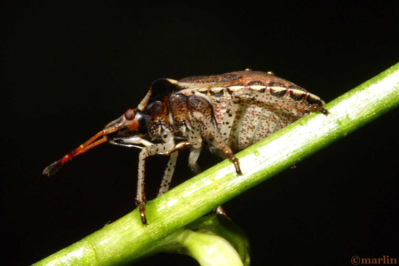 Stink Bugs - North American Insects & spiders