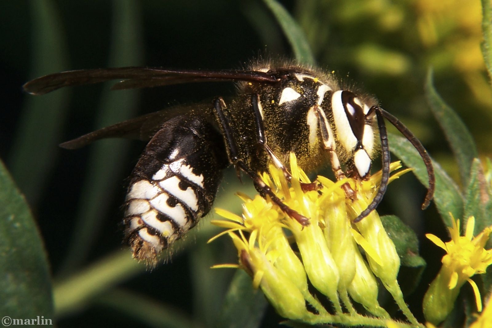 Bald Faced Hornet North American Insects Spiders