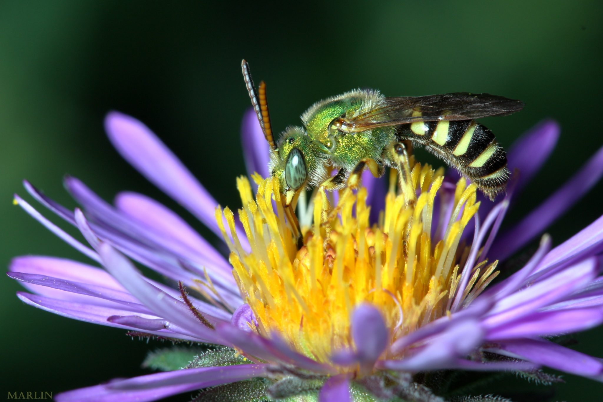 Aculeata - Bees, Ants, and Stinging Wasps - North American Insects ...