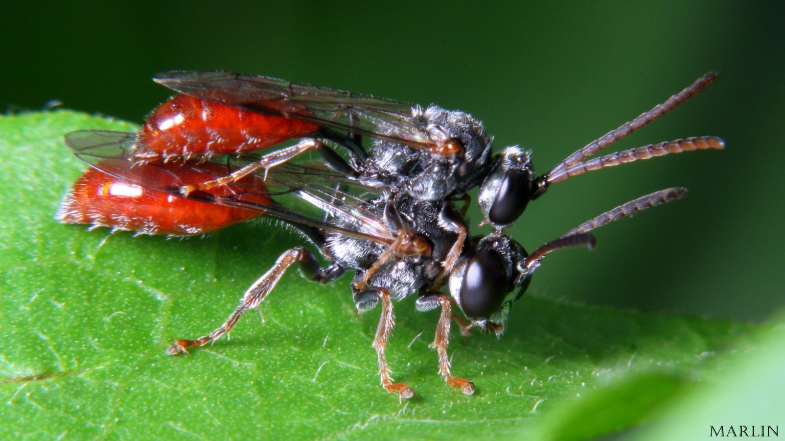 Thread-Waisted Wasps - North American Insects & spiders