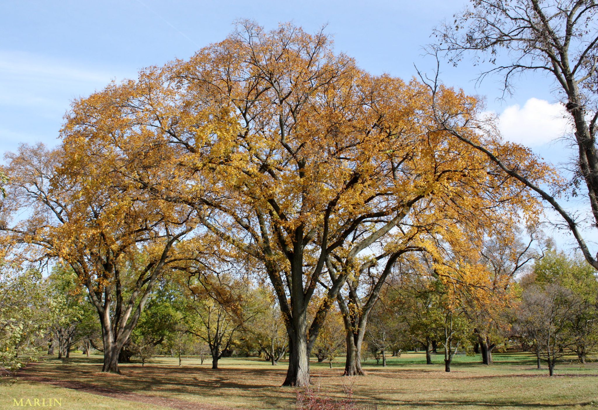 American Elm - North American Insects & spiders