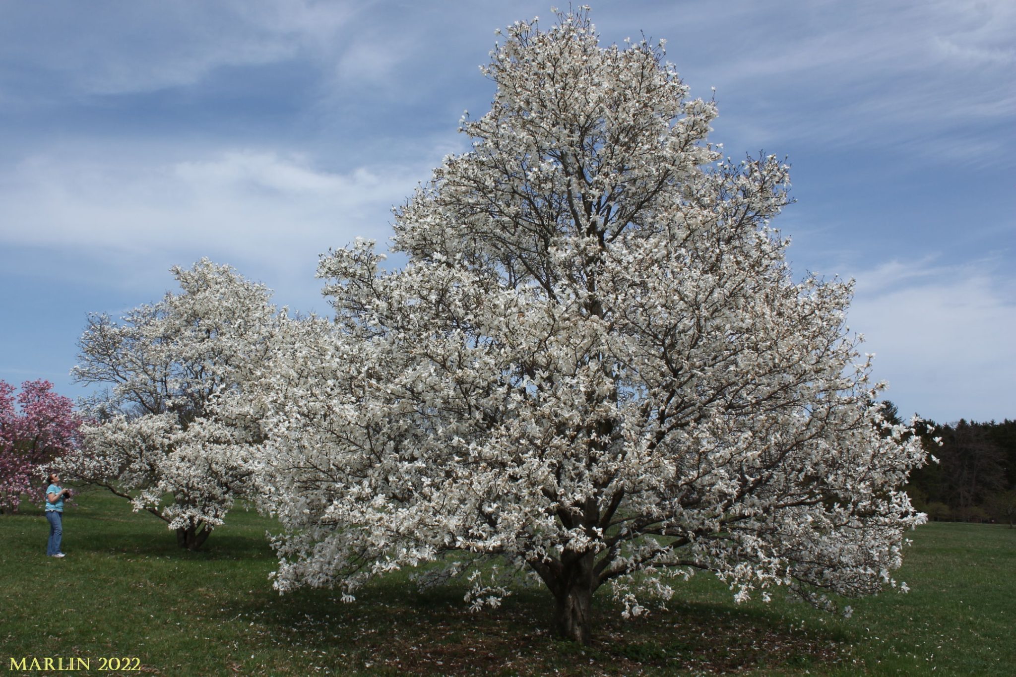 Anise Magnolia - North American Insects & spiders