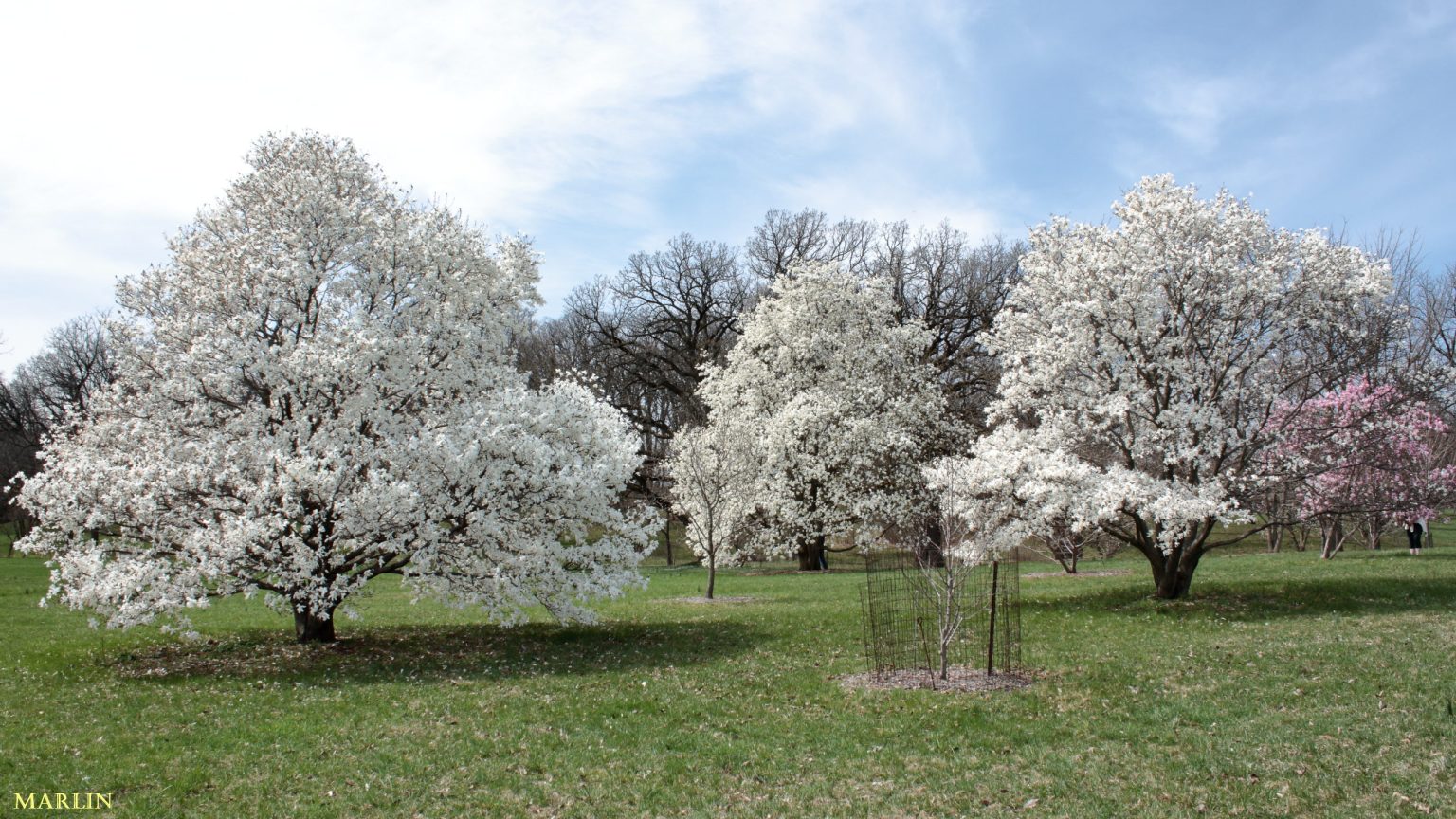 Anise Magnolia - North American Insects & spiders