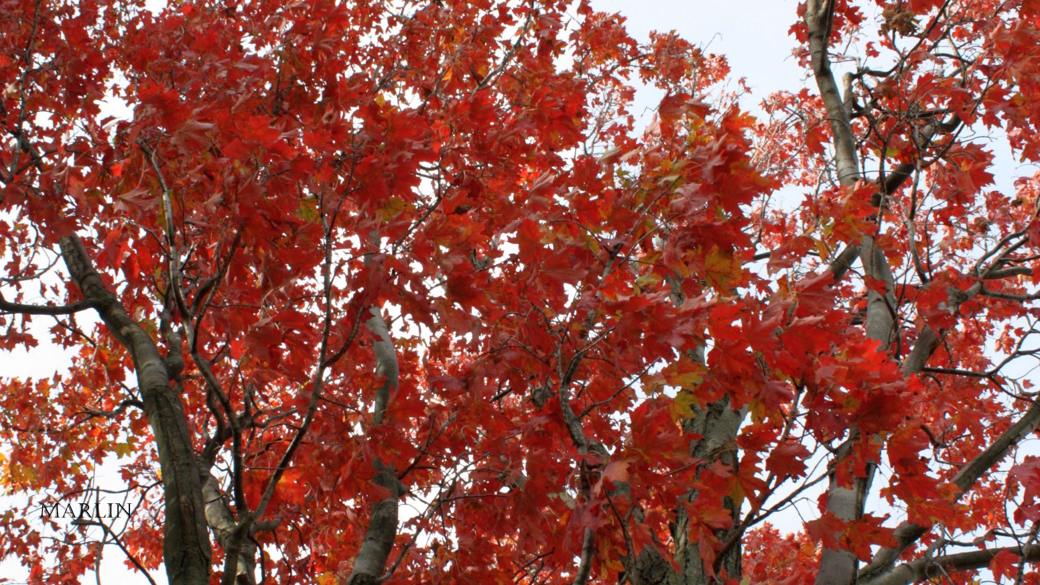 Armstrong Freeman's Maple - North American Insects & spiders
