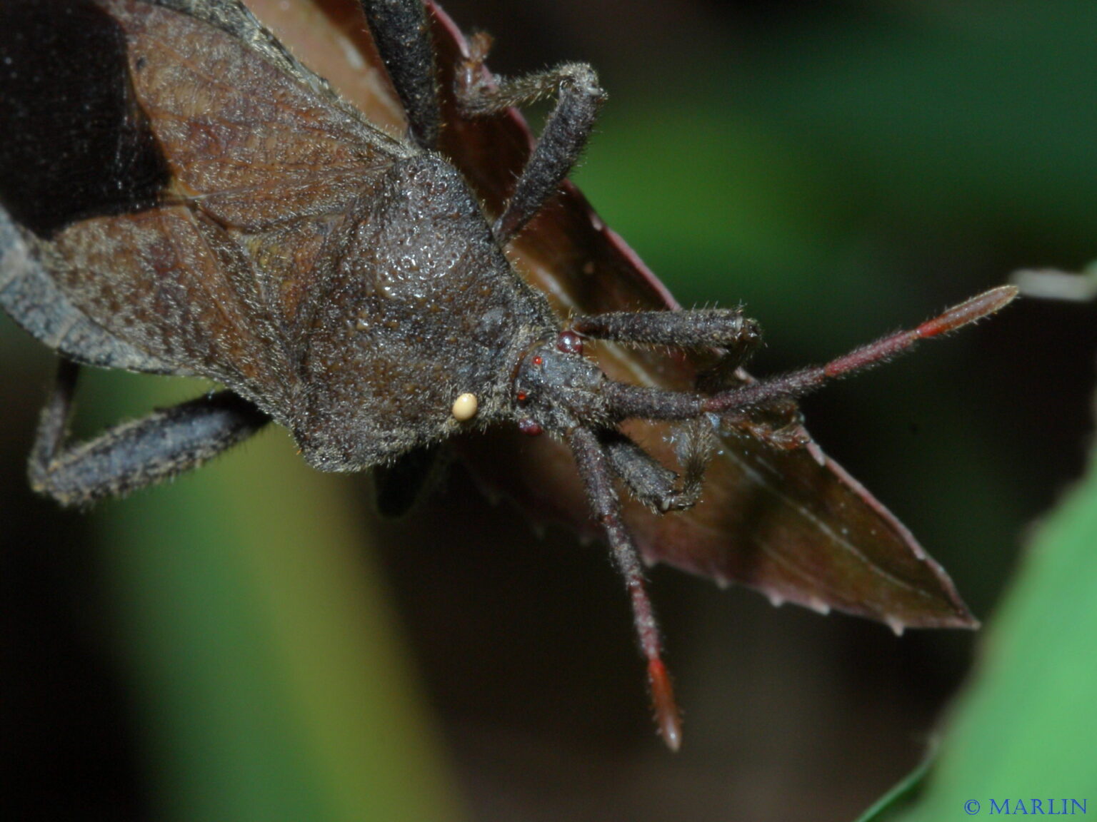 Leaf Footed Bug - A terminalis - North American Insects & spiders