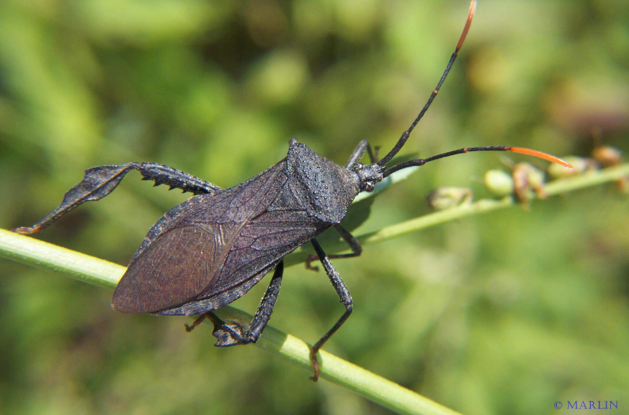 Leaf Footed Bug - A terminalis - North American Insects & spiders