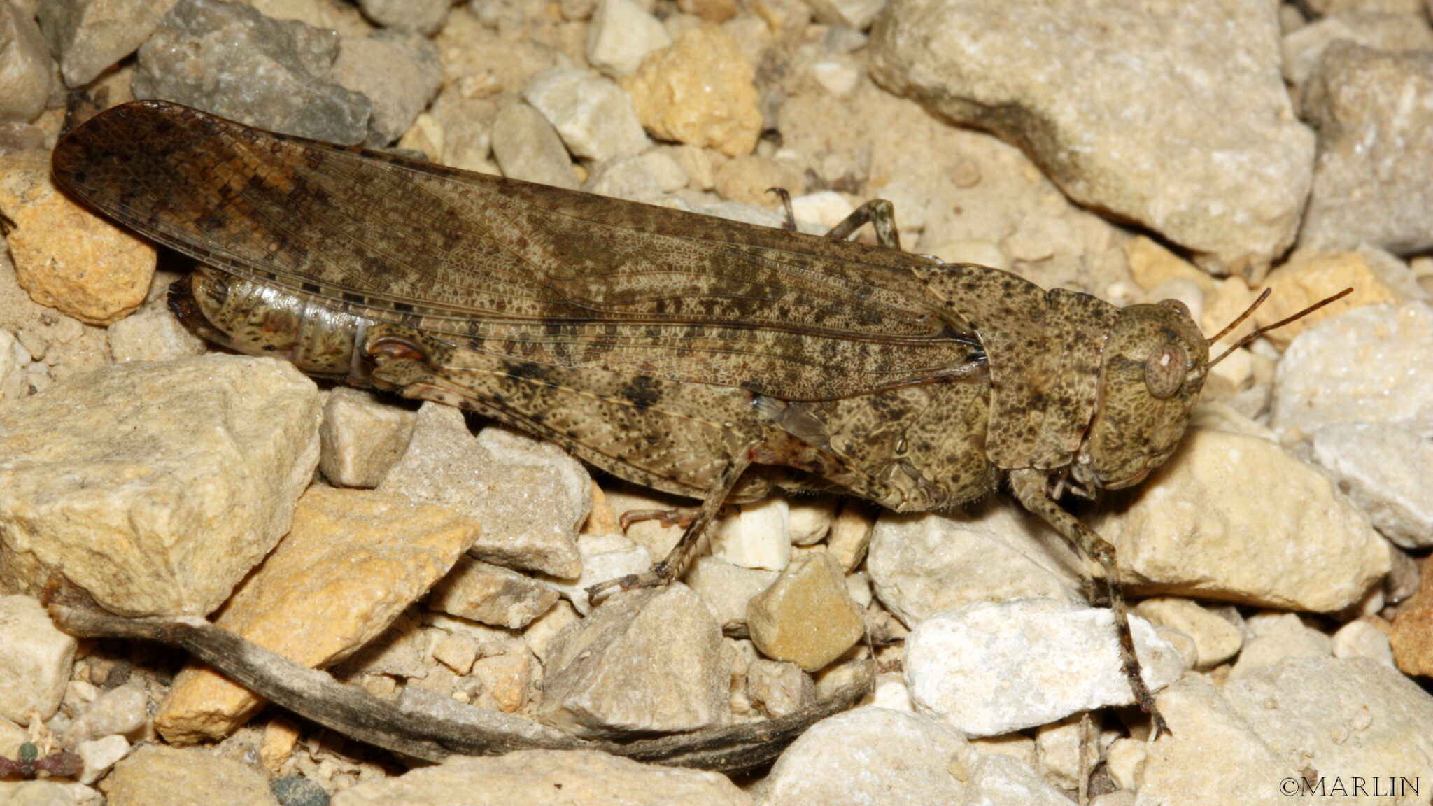 Carolina Grasshopper - North American Insects & spiders