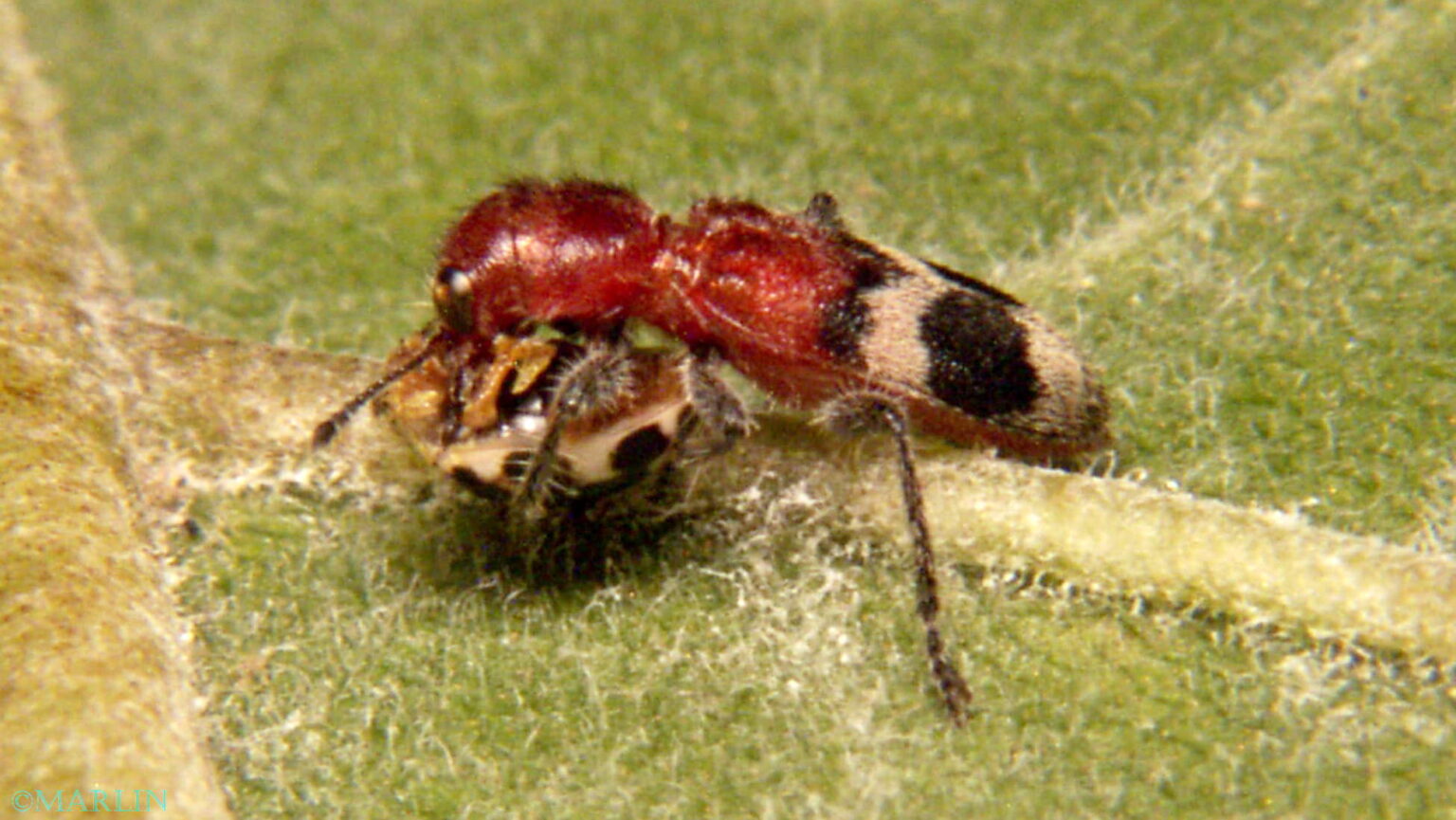 Checkered Beetle, Clerid Beetle - North American Insects & spiders