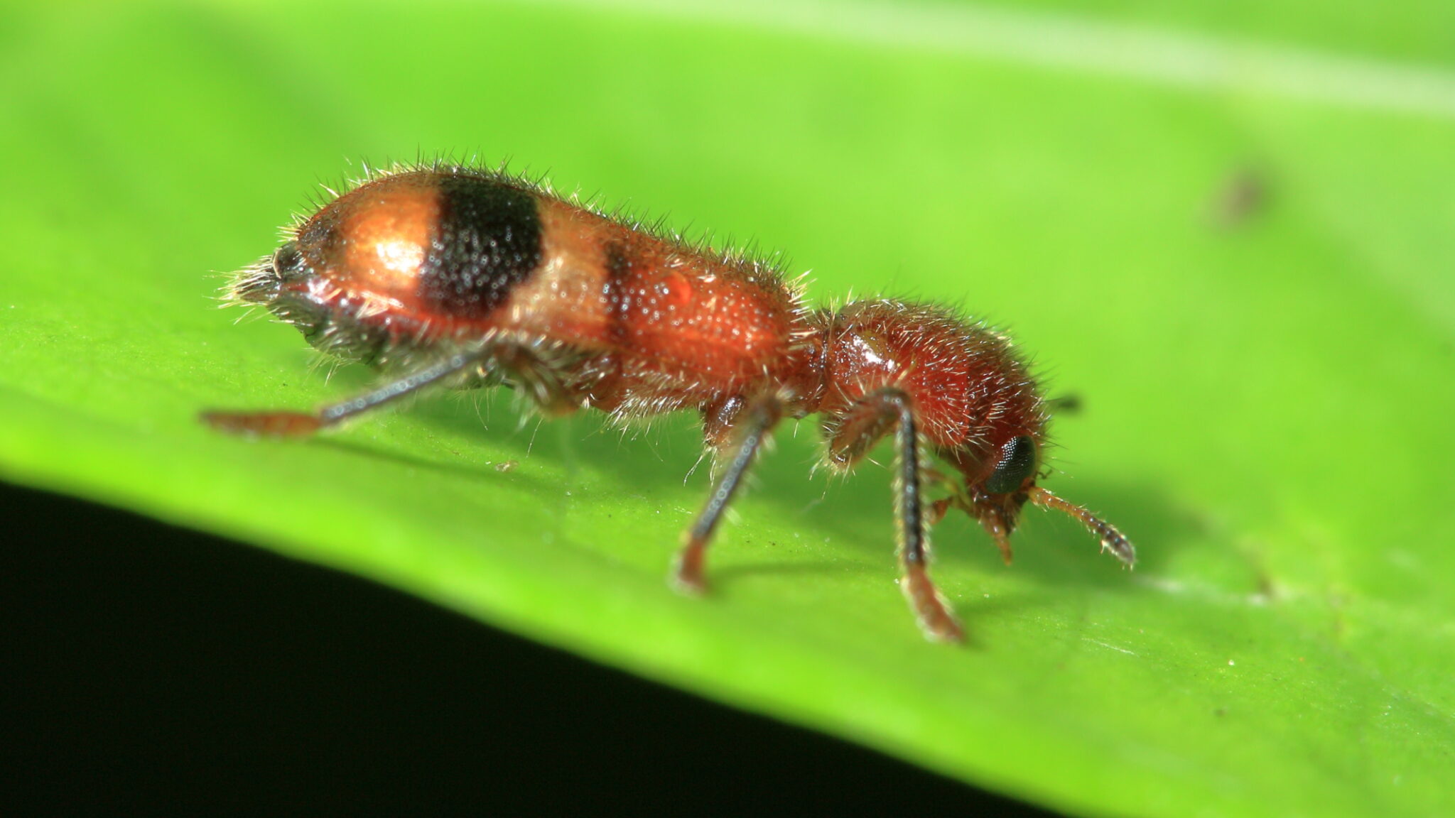 Checkered Beetle, Clerid Beetle - North American Insects & spiders