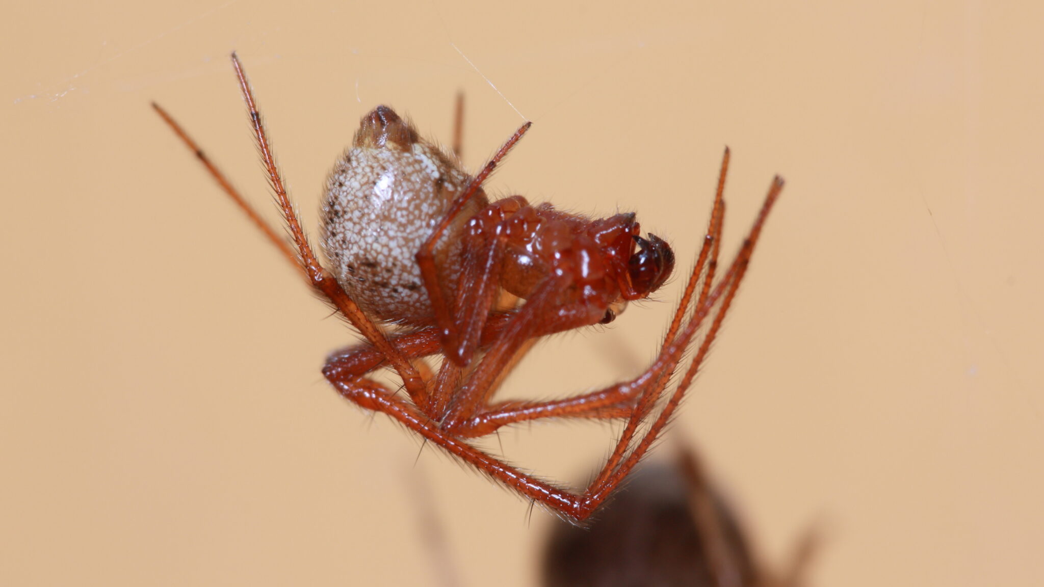 Cobweb Spiders - North American Insects & Spiders