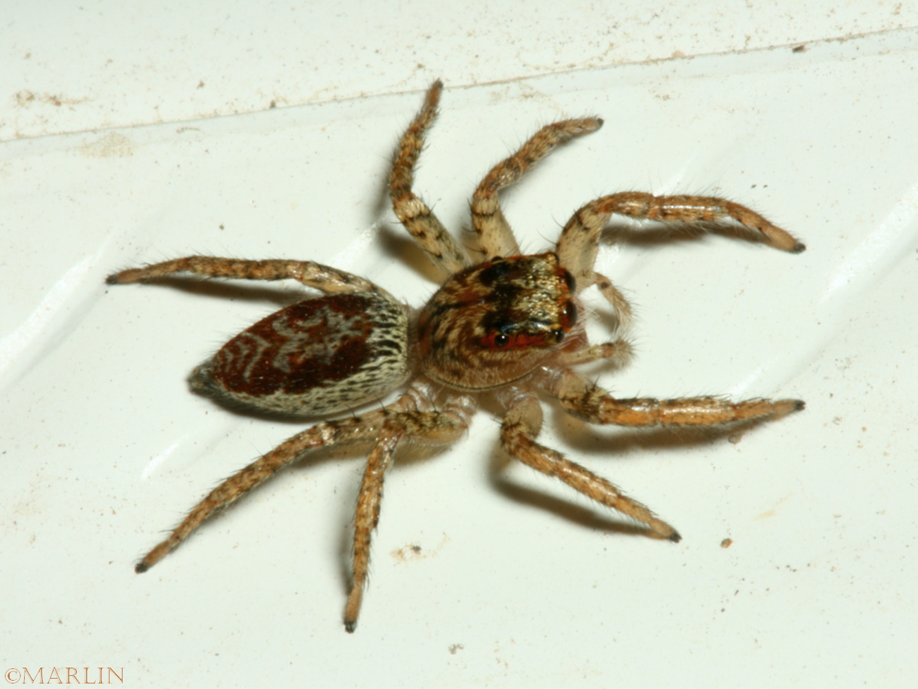 Dimorphic Jumping Spider - North American Insects & Spiders