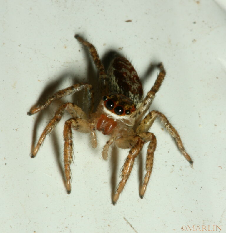 Dimorphic Jumping Spider - North American Insects & spiders