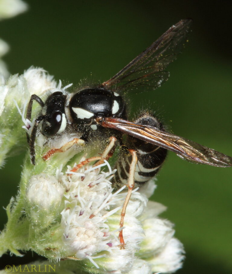 Blackjacket Wasp - North American Insects & spiders
