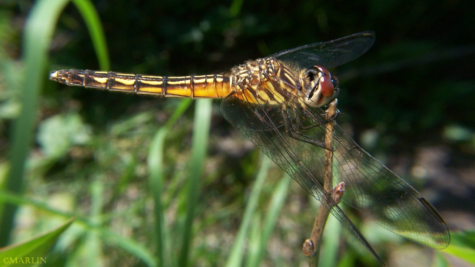 Blue Dasher Dragonfly - North American Insects & spiders
