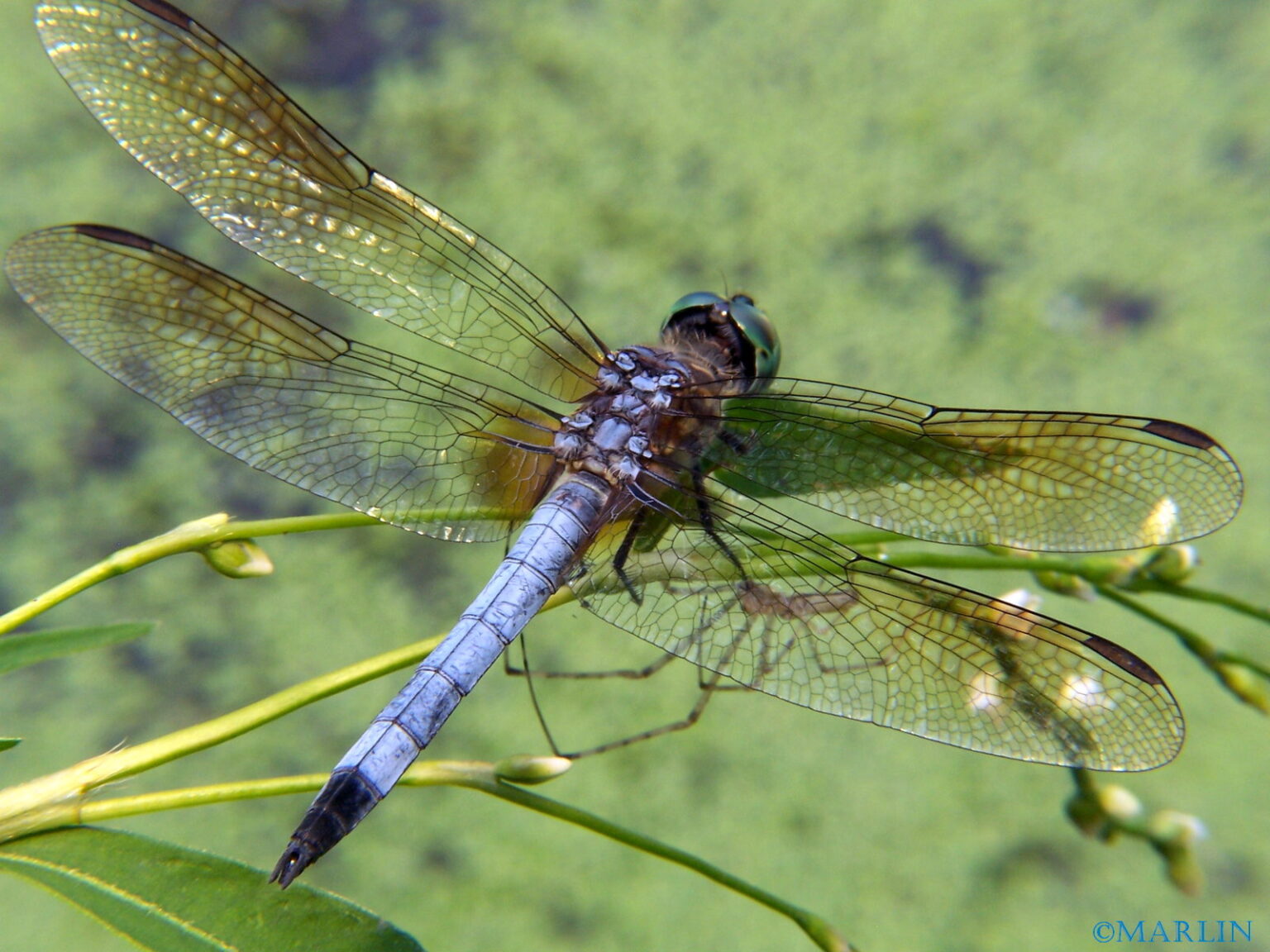 Blue Dasher Dragonfly - North American Insects & spiders