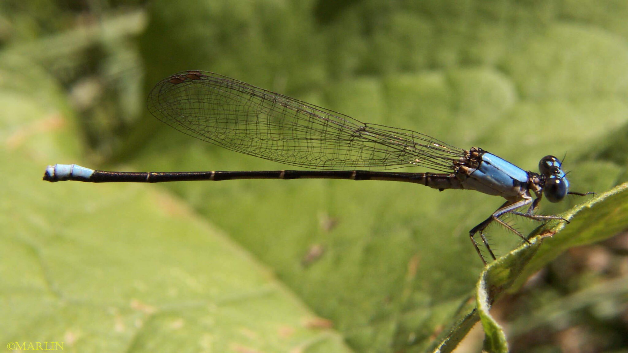 Blue-fronted Dancer Damselfly - North American Insects & spiders