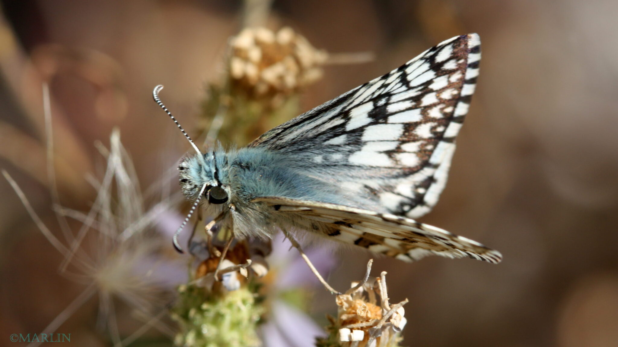 Checkered Skipper Butterfly - North American Insects & spiders