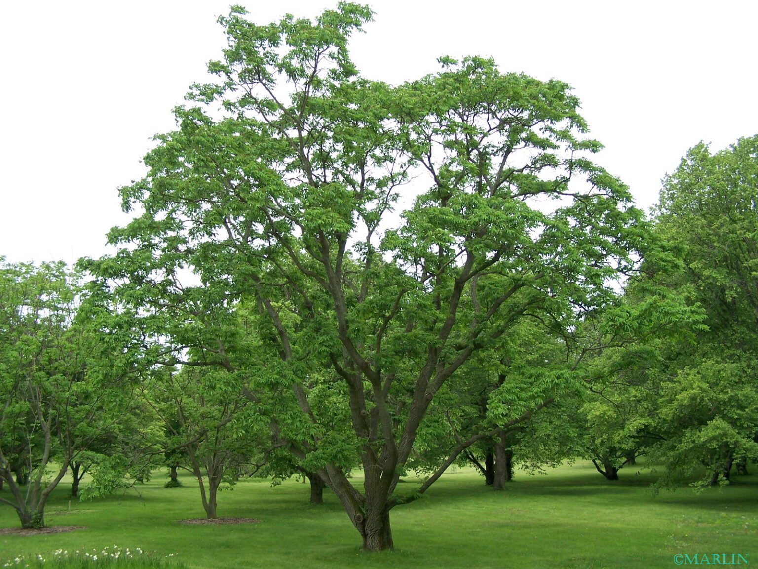 Chinese Cork Tree - North American Insects & spiders