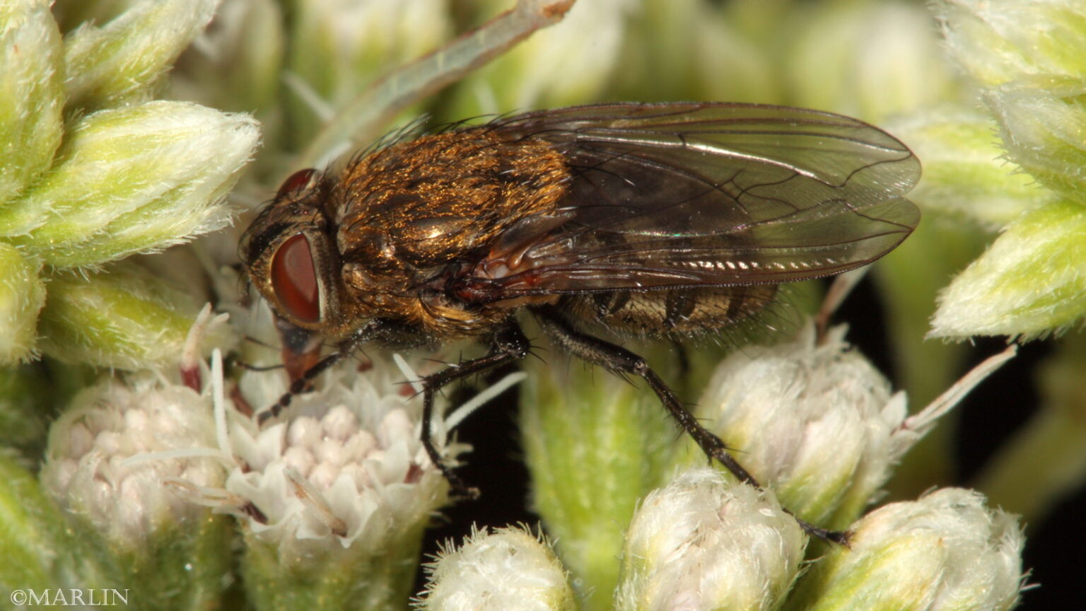 Cluster Fly - North American Insects & spiders