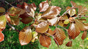 Copper Beech Tree - North American Insects & spiders