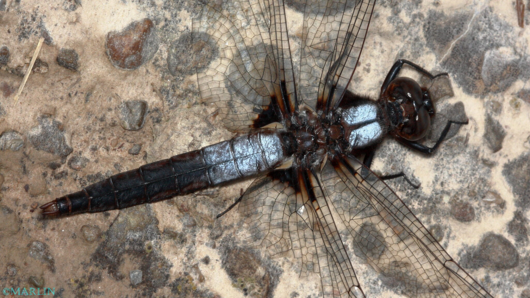 Chalk-fronted Corporal Dragonfly - North American Insects & spiders