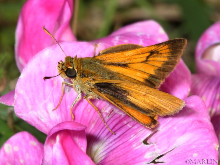 Delaware Skipper - North American Insects & spiders