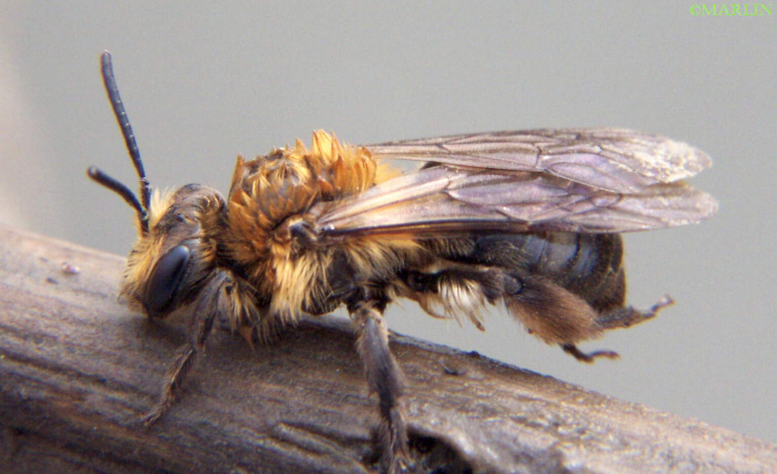 Digger Bee - Synhalonia - North American Insects & spiders